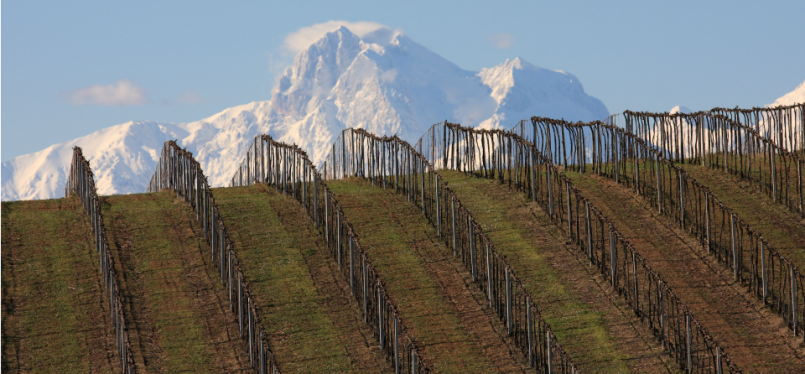 Controguerra | Cittaslow International